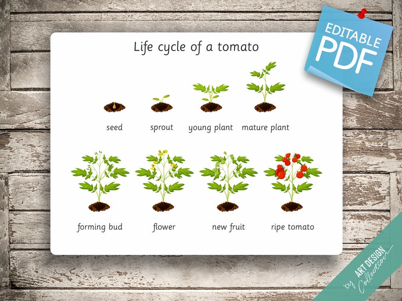 LIFE CYCLE of a TOMATO 9 Editable Montessori Cards Flash | Etsy