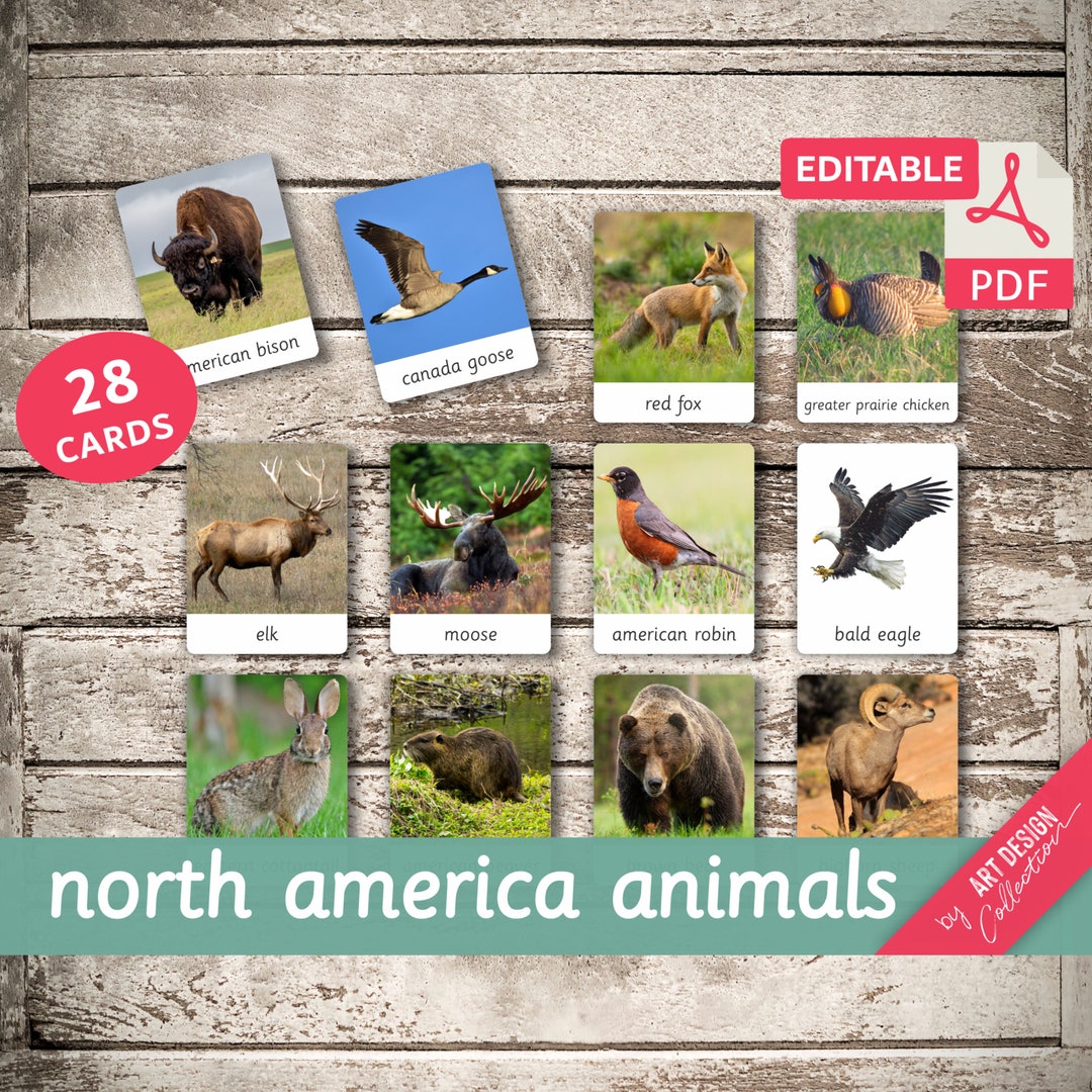 NORTH AMERICA ANIMALS • 28 Editable Montessori Cards • Flash Cards ...