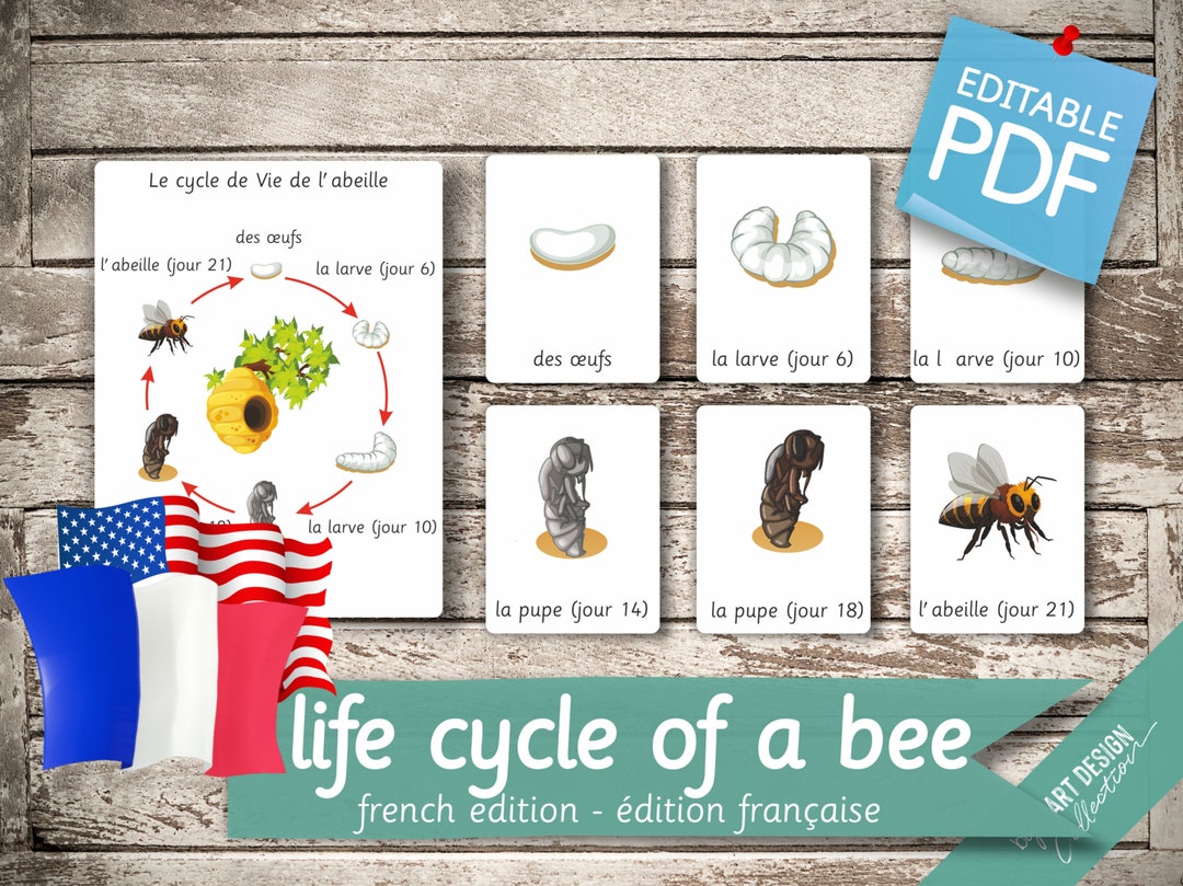 LIFE CYCLE of a HONEYBEE French Edition • 7 French and 7 English ...