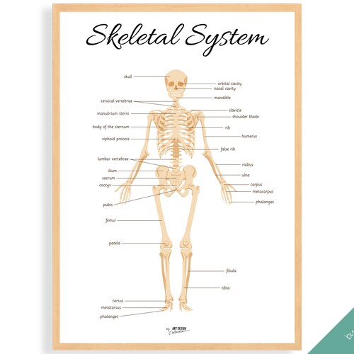 SKELETAL SYSTEM Montessori Poster Montessori Educational - Etsy
