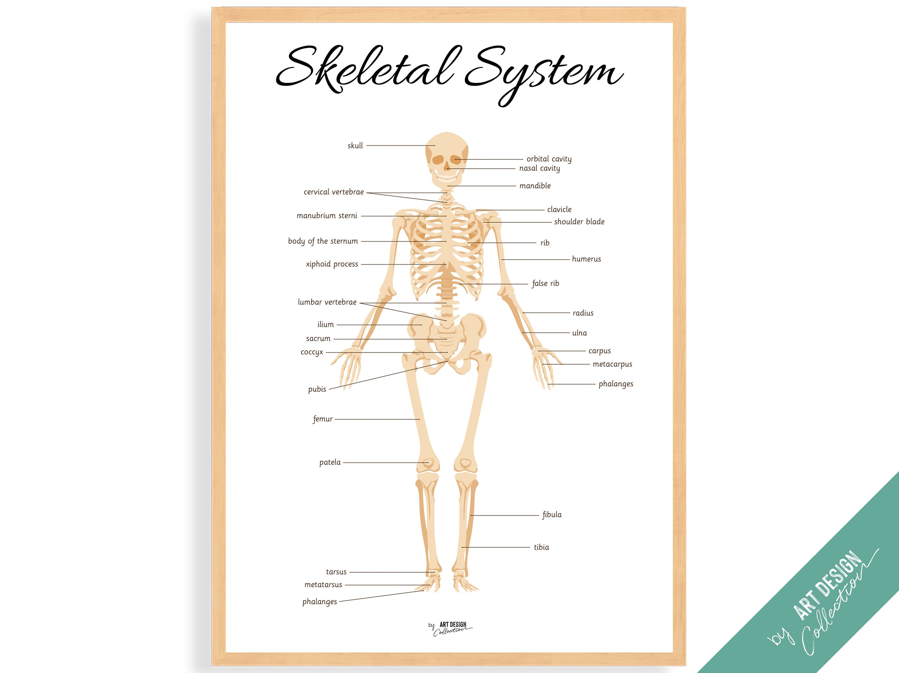 SKELETAL SYSTEM • Montessori Poster • Montessori Educational ...