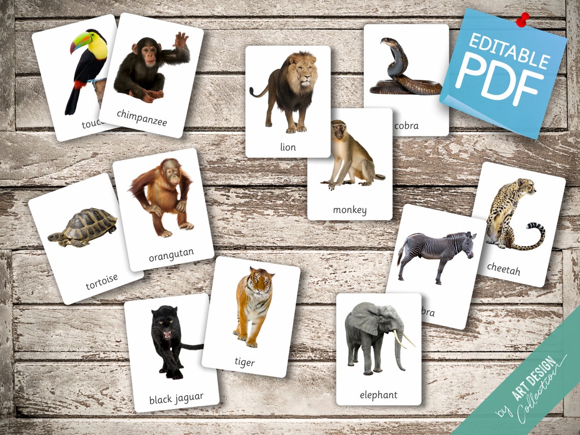 JUNGLE ANIMALS 22 Editable Montessori Cards Flash Cards | Etsy