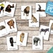 JUNGLE ANIMALS 22 Editable Montessori Cards Flash Cards Nomenclature ...