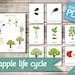 LIFE CYCLE of a SUNFLOWER 8 Editable Montessori Cards Flash Cards ...