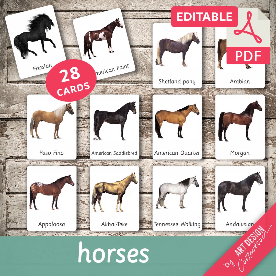 HORSES 28 Editable Montessori Cards Flash Cards Nomenclature Flashcards ...
