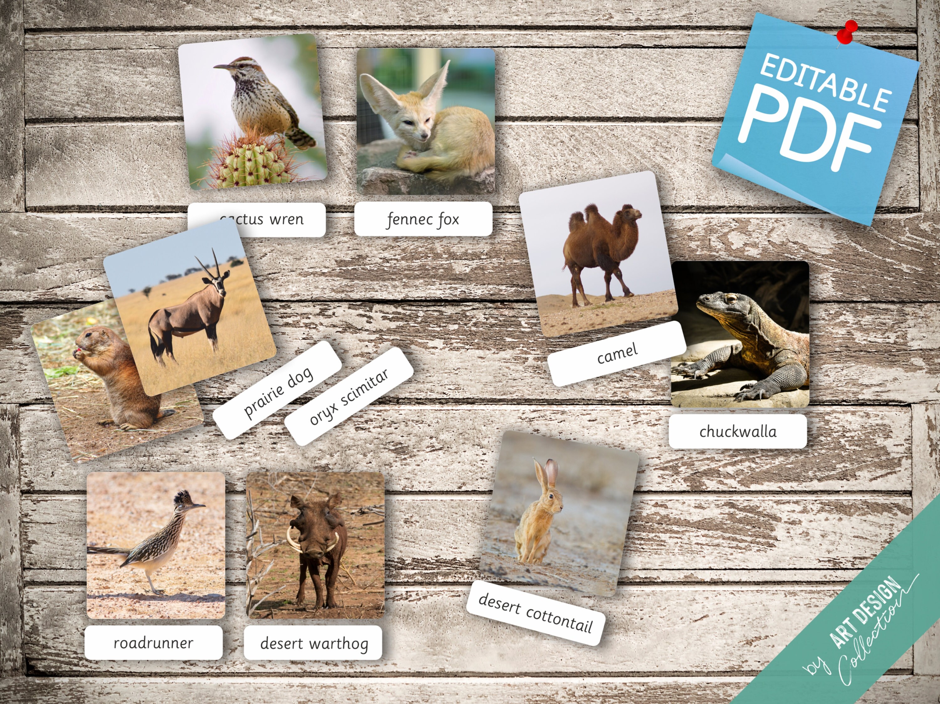 DESERT ANIMALS 24 Editable Montessori Cards Flash Cards - Etsy