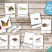 INSECTS FRENCH Edition 22 French and 22 English Editable - Etsy
