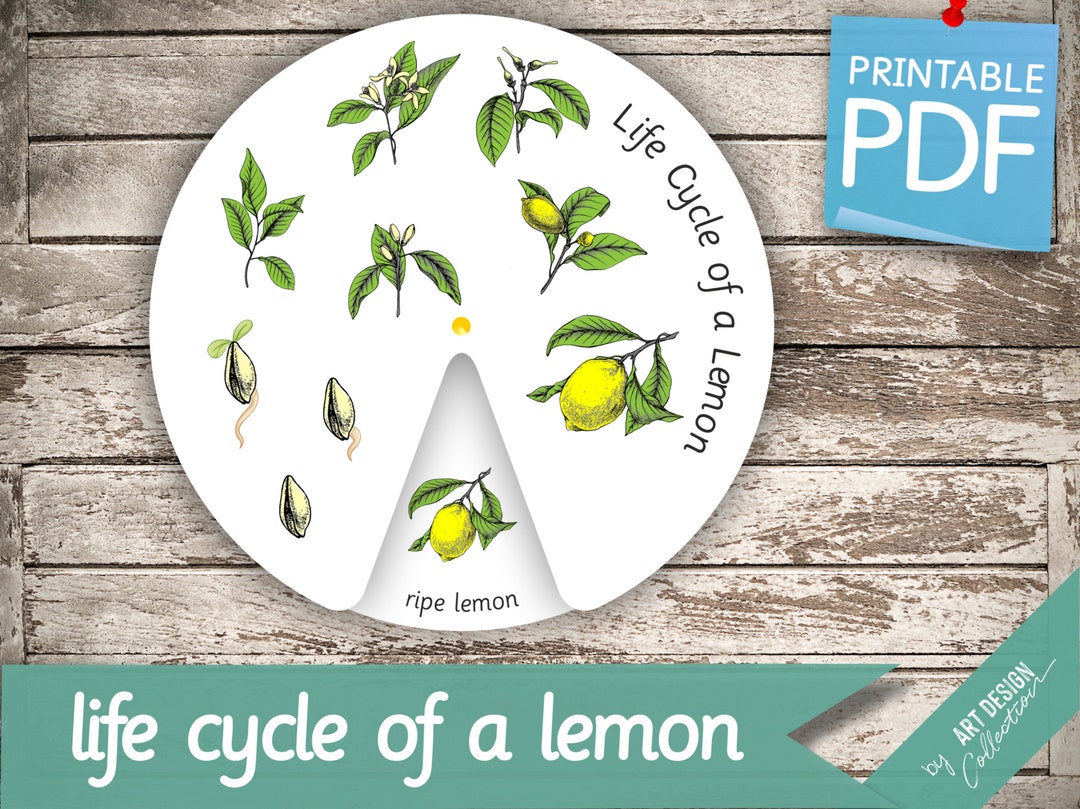 LIFE CYCLE of a LEMON Wheel • Montessori Busy Book Activity ...