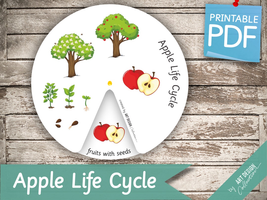 APPLE LIFE CYCLE Wheel • Montessori Busy Book Activity Nomenclature ...