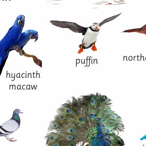 BIRDS POSTER • Montessori Poster • Montessori Educational Homeschooling ...