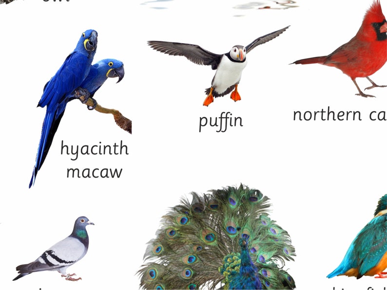 BIRDS POSTER Montessori Poster Montessori Educational - Etsy