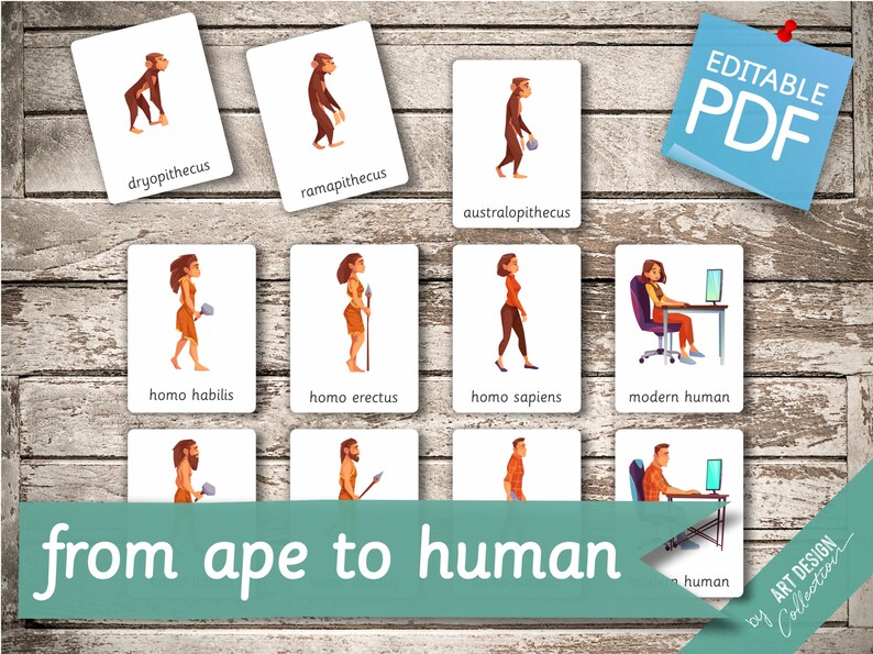 FROM APE to HUMAN 18 Montessori Cards Flash Cards - Etsy
