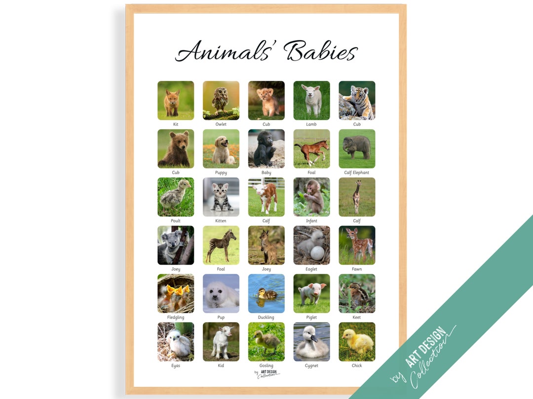 ANIMALS' BABIES POSTER • Montessori Poster • Montessori Educational ...