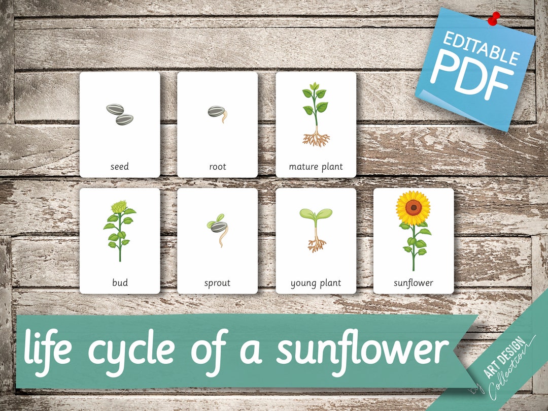 LIFE CYCLE of a SUNFLOWER• 8 Editable Montessori Cards • Flash Cards ...