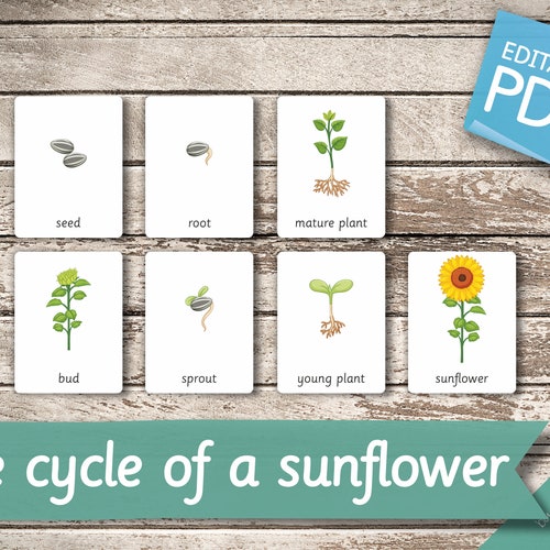 LIFE CYCLE of a SUNFLOWER 8 Editable Montessori Cards Flash - Etsy