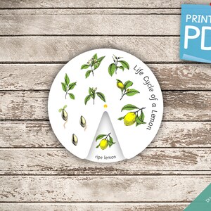 LIFE CYCLE of a LEMON Wheel • Montessori Busy Book Activity ...