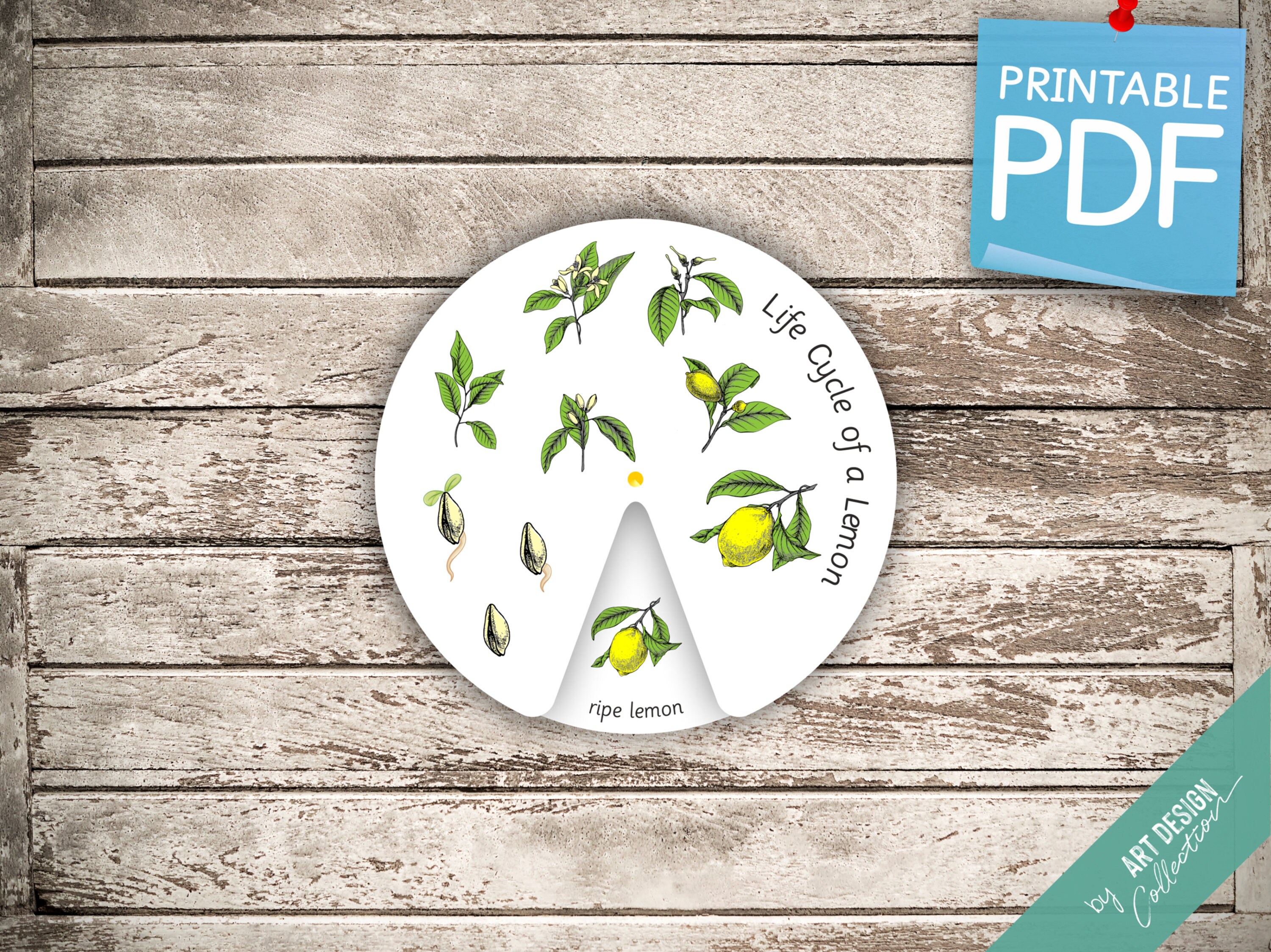 LIFE CYCLE of a LEMON Wheel • Montessori Busy Book Activity ...
