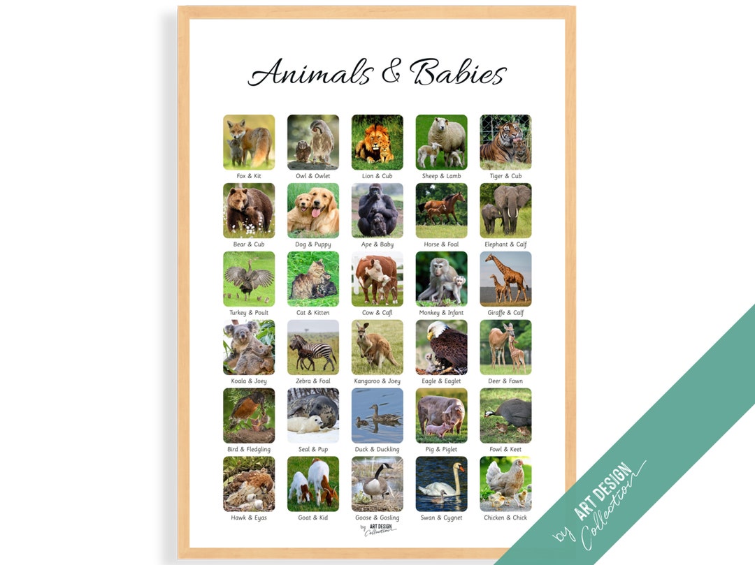 ANIMALS & BABIES POSTER • Montessori Poster • Montessori Educational ...