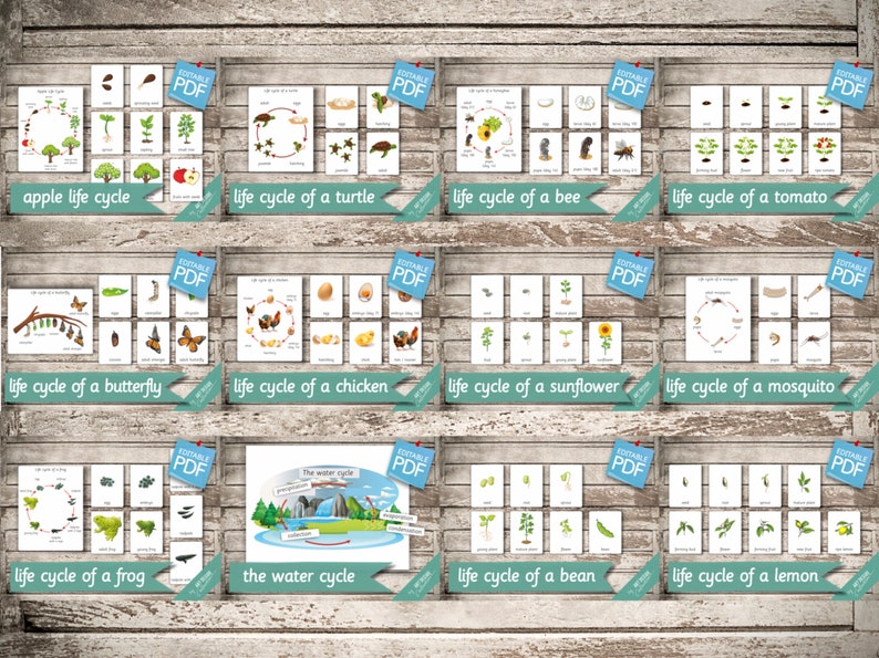 LIFE CYCLE BUNDLE 12 Life Cycles Montessori Cards Flash - Etsy