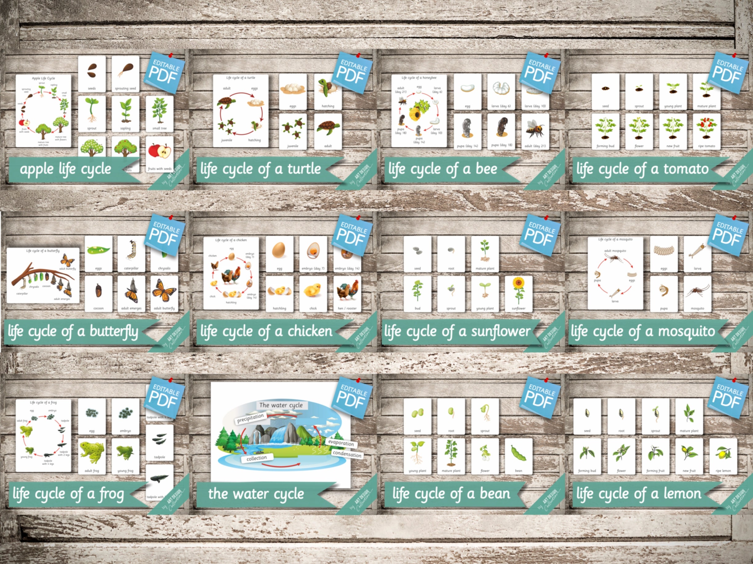 LIFE CYCLE BUNDLE 12 Life Cycles Montessori Cards Flash - Etsy Canada