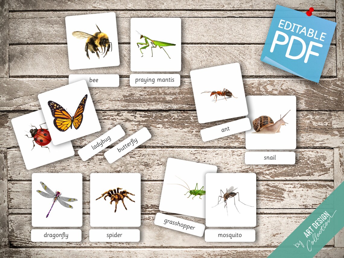 INSECTS 22 Editable Montessori Cards Flash Cards - Etsy