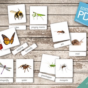 INSECTS • 22 Editable Montessori Cards • Flash Cards Nomenclature ...