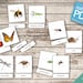INSECTS 22 Editable Montessori Cards Flash Cards Nomenclature ...