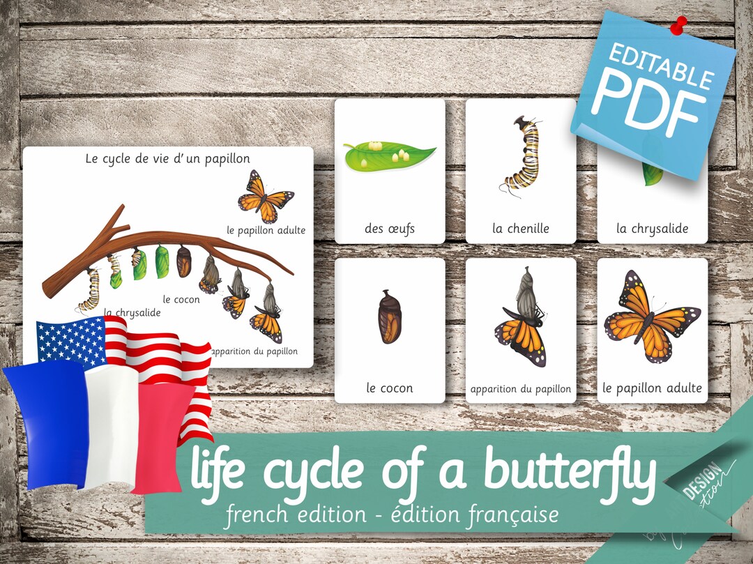 LIFE CYCLE of a BUTTERFLY French Edition • 7 French and 7 English ...