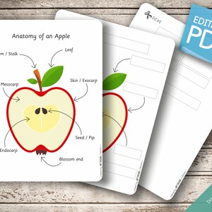ANATOMY of an APPLE • Editable Pdf Letter Size Montessori Cards ...