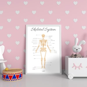SKELETAL SYSTEM • Montessori Poster • Montessori Educational ...