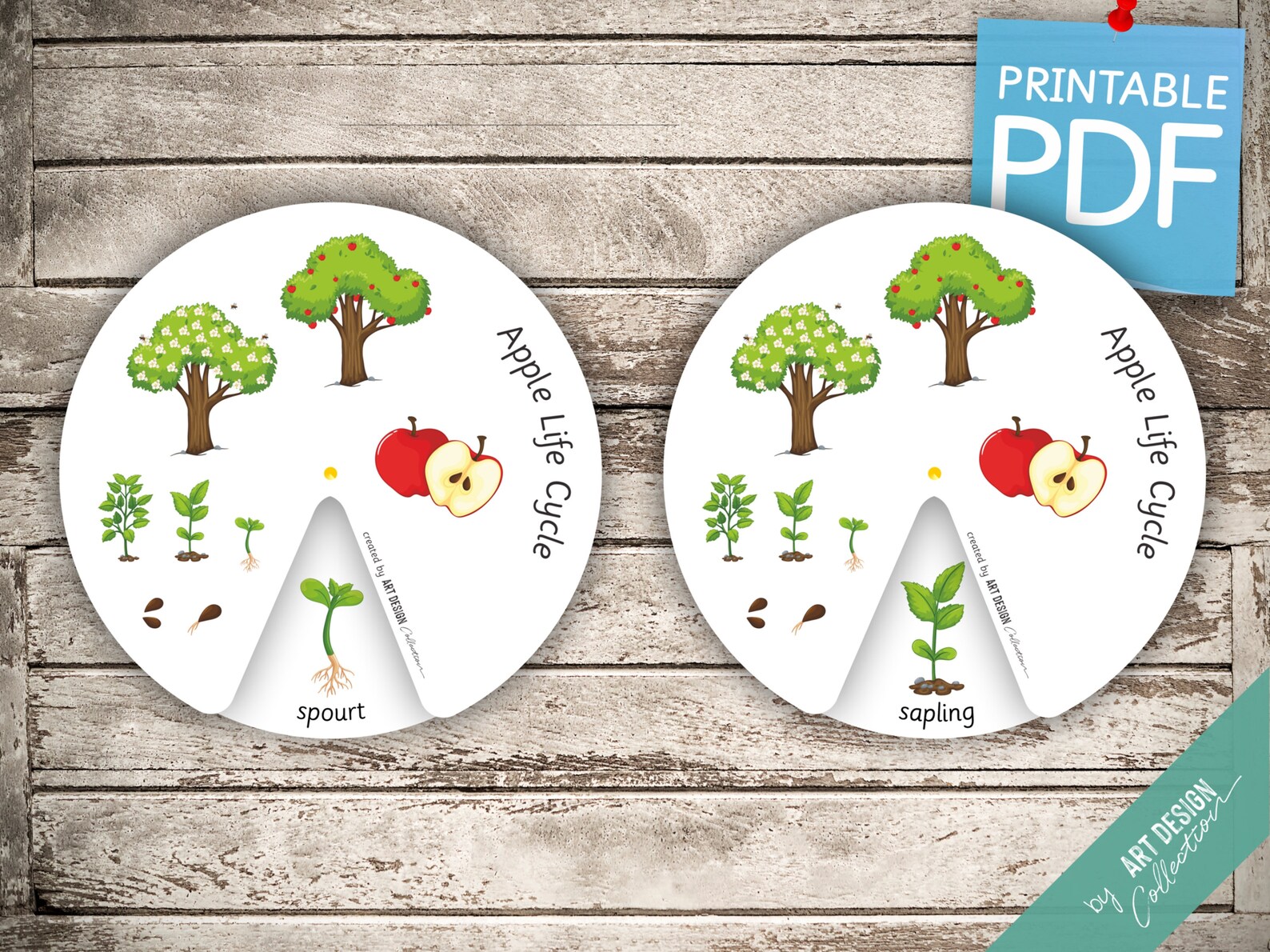 APPLE LIFE CYCLE Wheel • Montessori Busy Book Activity Nomenclature ...