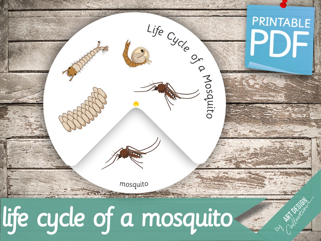LIFE CYCLE of a MOSQUITO Wheel • Montessori Busy Book Activity ...