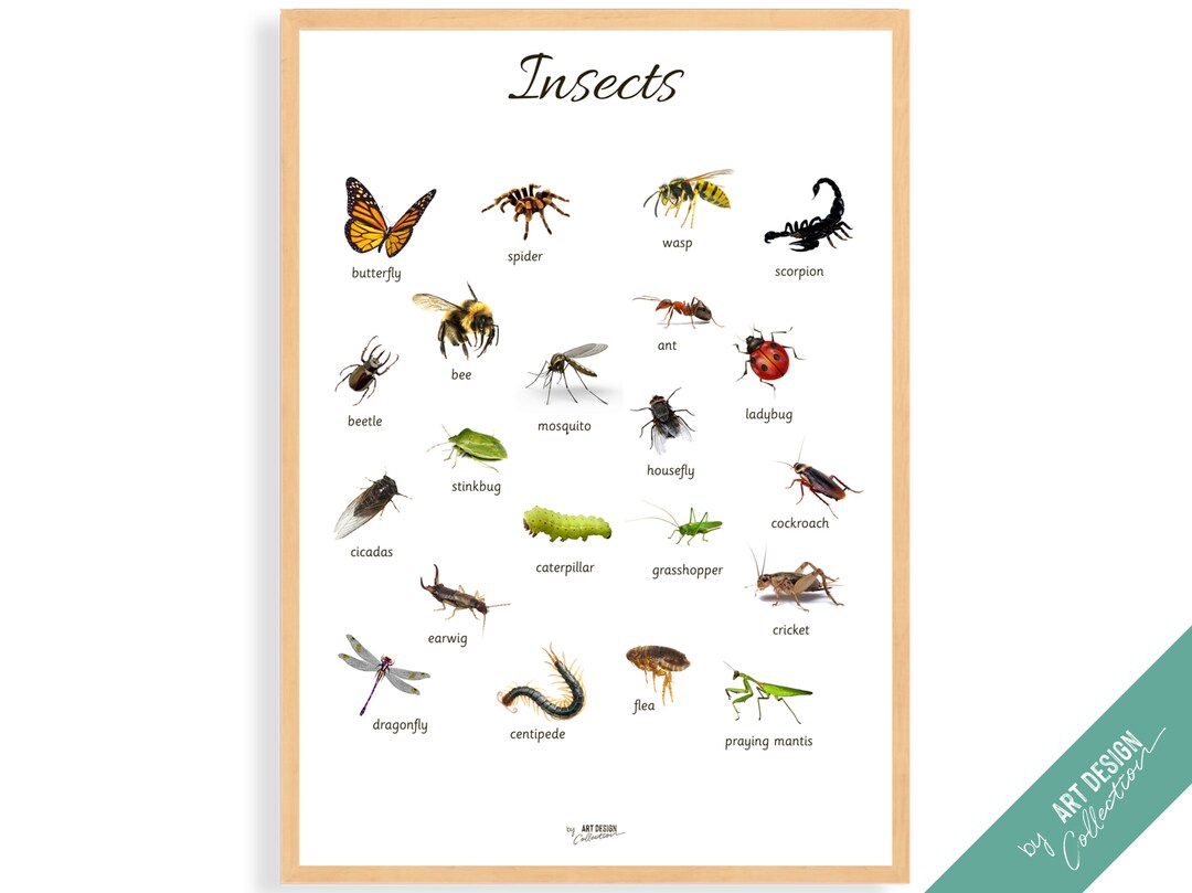 INSECTS POSTER Montessori Poster Montessori Educational Homeschooling ...