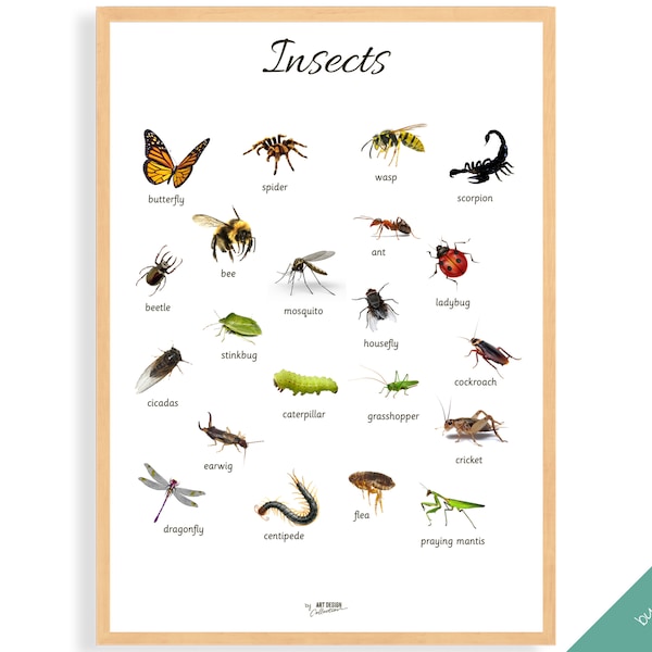 Insect Poster - Etsy