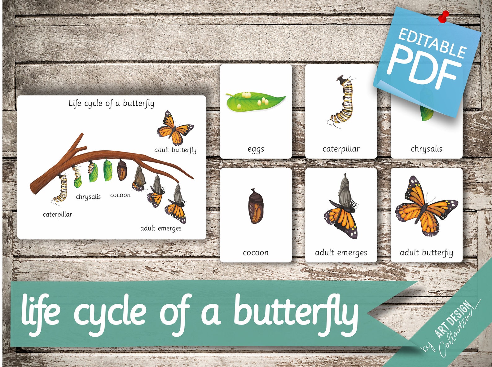 LIFE CYCLE of a BUTTERFLY 7 Montessori Cards Flash Cards | Etsy