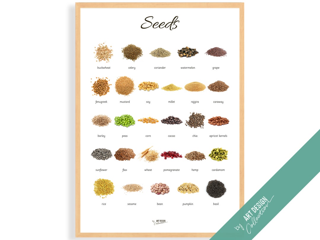 SEEDS POSTER • Montessori Poster • Montessori Educational Homeschooling ...