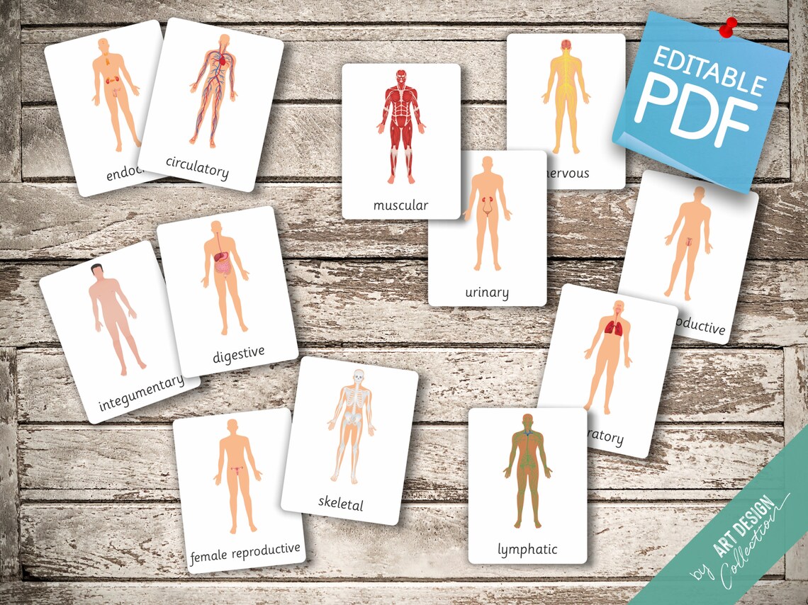 Human Body Organ System • 14 Montessori Cards • Flash Cards ...