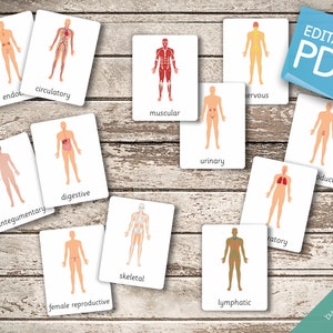 Human Body Organ System • 14 Montessori Cards • Flash Cards ...