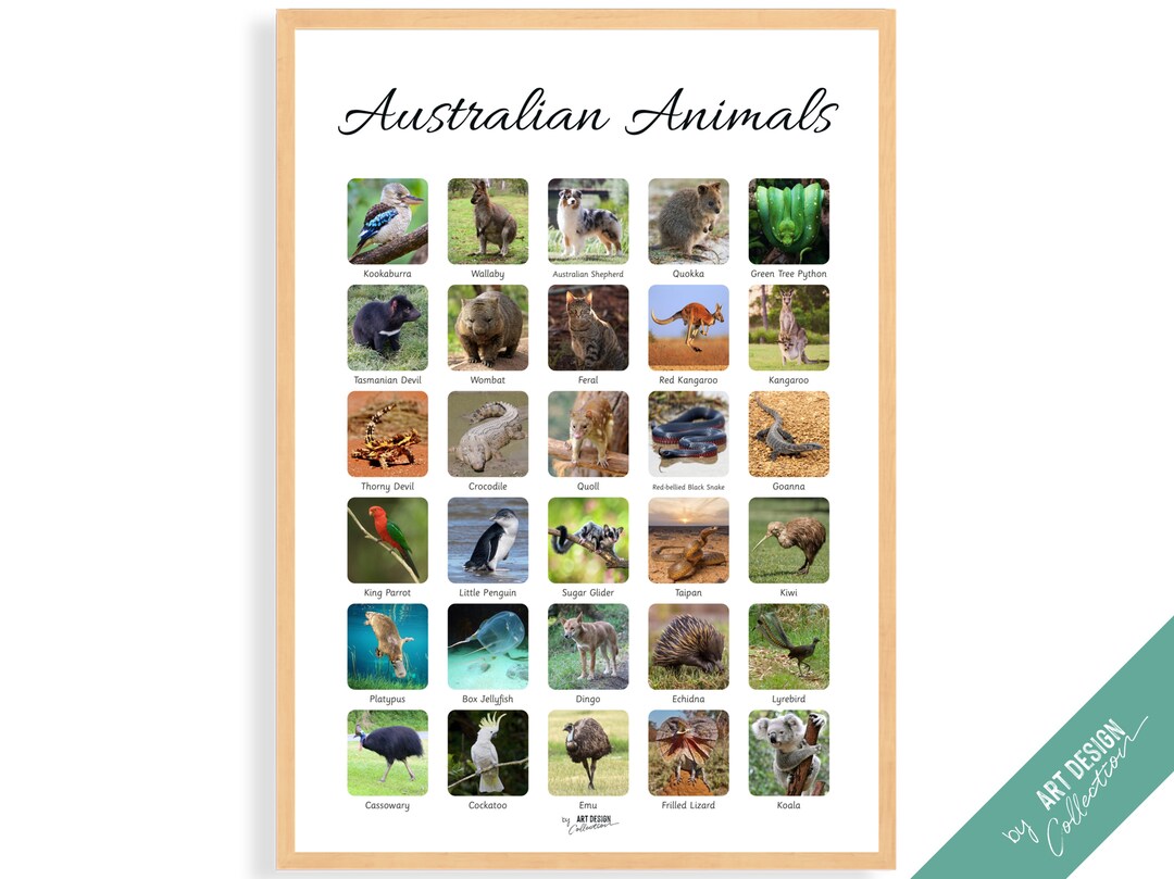 AUSTRALIAN ANIMALS POSTER Montessori Poster Montessori Educational ...