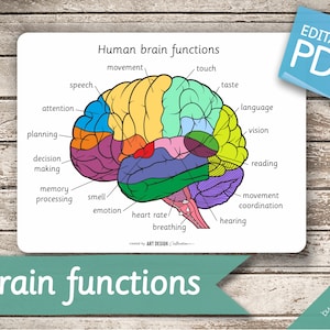 HUMAN BRAIN (brain Parts - Brain Functions) • 32 Editable Montessori ...