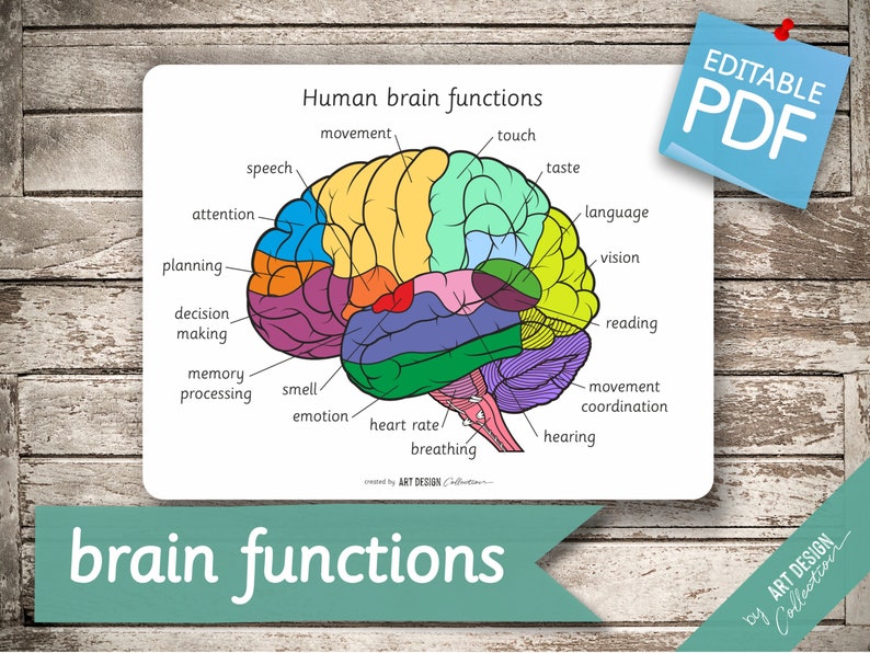 HUMAN BRAIN (brain Parts - Brain Functions) • 32 Editable Montessori ...