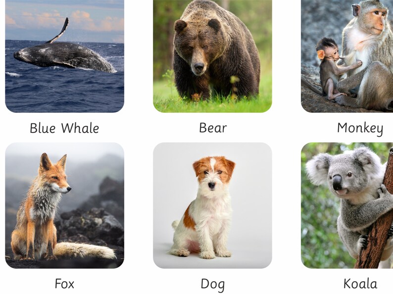 MAMMALS POSTER Montessori Poster Montessori Educational - Etsy