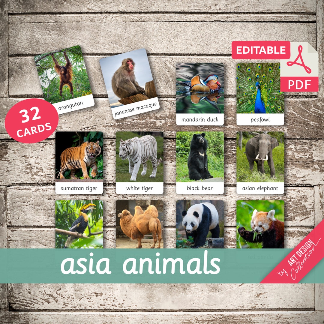 ASIA ANIMALS • 32 Editable Montessori Cards • Flash Cards Nomenclature ...