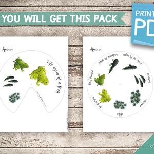 LIFE CYCLE of a FROG Wheel • Montessori Busy Book Activity Nomenclature ...
