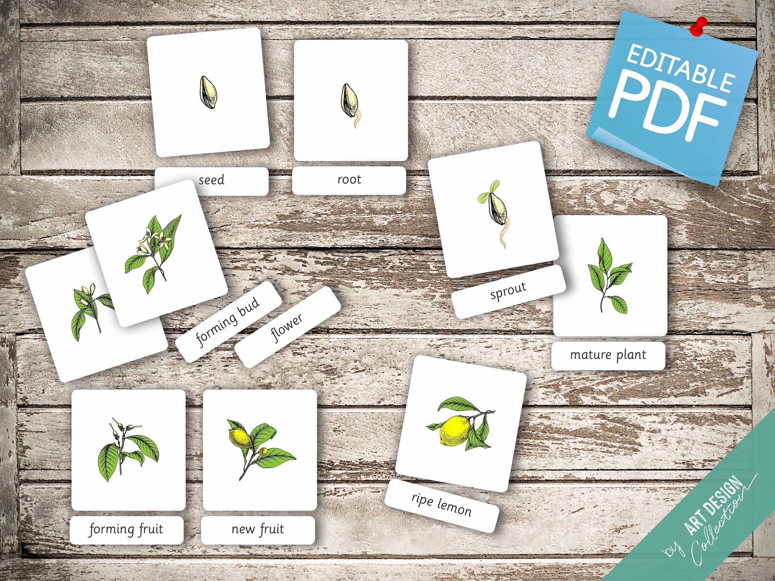 LIFE CYCLE of a LEMON 10 Editable Montessori Cards Flash Cards ...