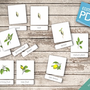 LIFE CYCLE of a LEMON • 10 Editable Montessori Cards • Flash Cards ...