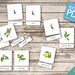 LIFE CYCLE of a LEMON 10 Editable Montessori Cards Flash Cards ...