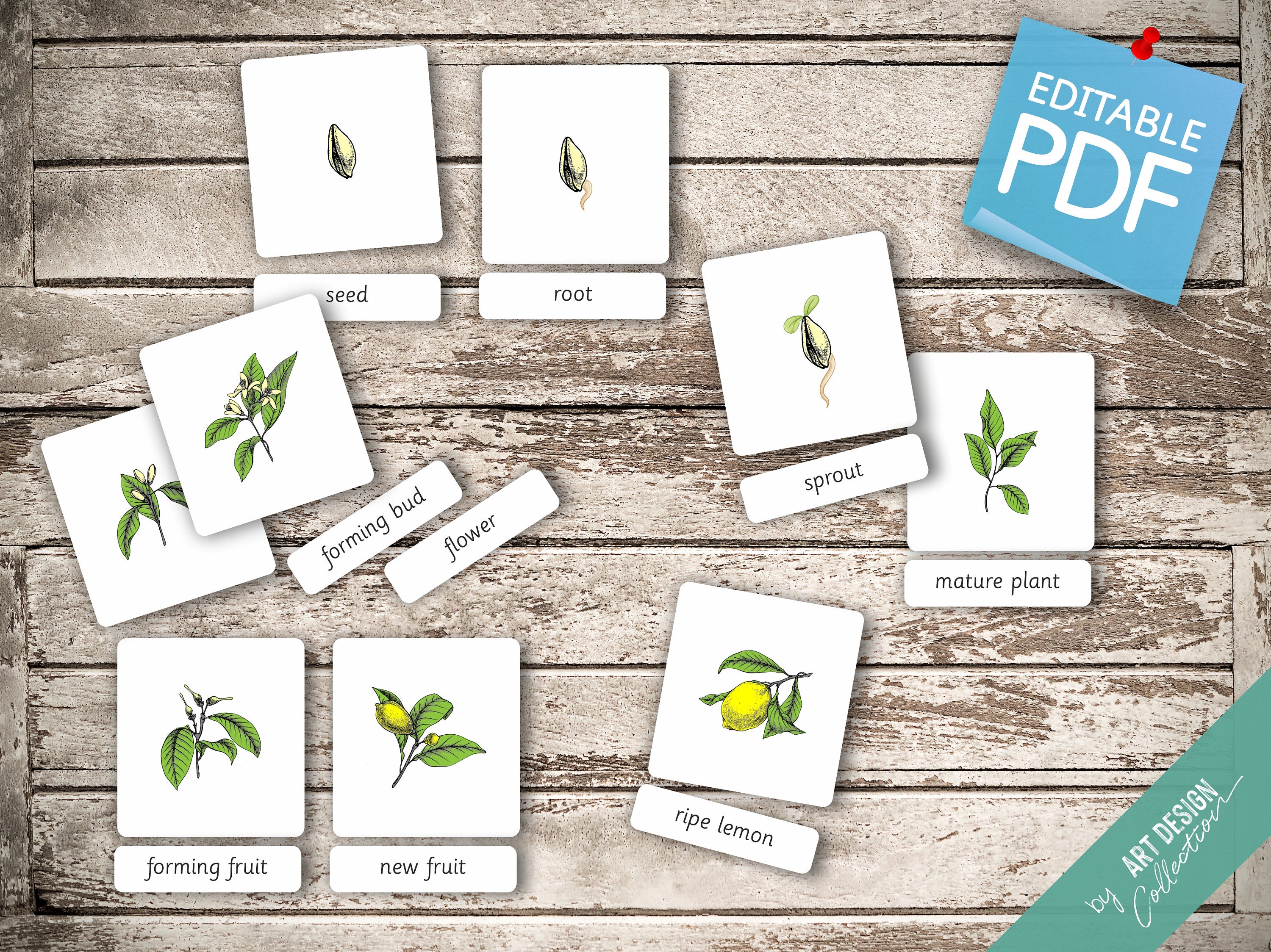 LIFE CYCLE of a LEMON • 10 Editable Montessori Cards • Flash Cards ...