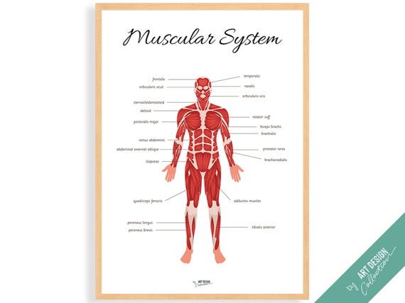 Muscular System For Kids