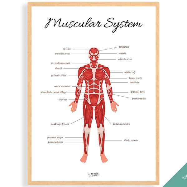 Muscle System Poster - Etsy